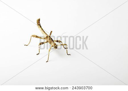Sunny Stick Insect On Image & Photo (Free Trial) | Bigstock