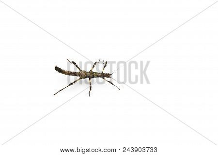 Sunny Stick Insect On Image & Photo (Free Trial) | Bigstock