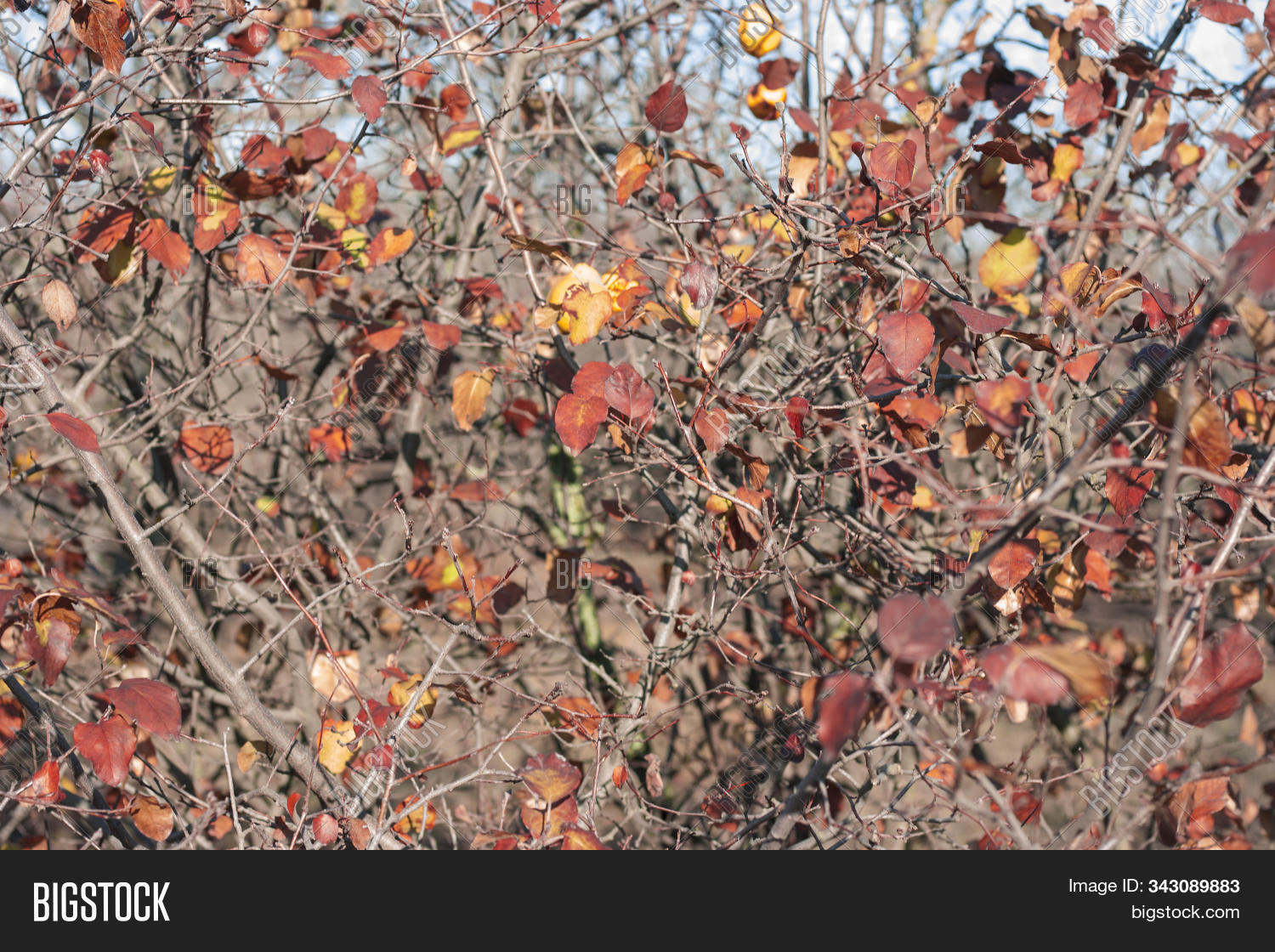 Shrubbery Red Autumn Image & Photo (Free Trial) | Bigstock