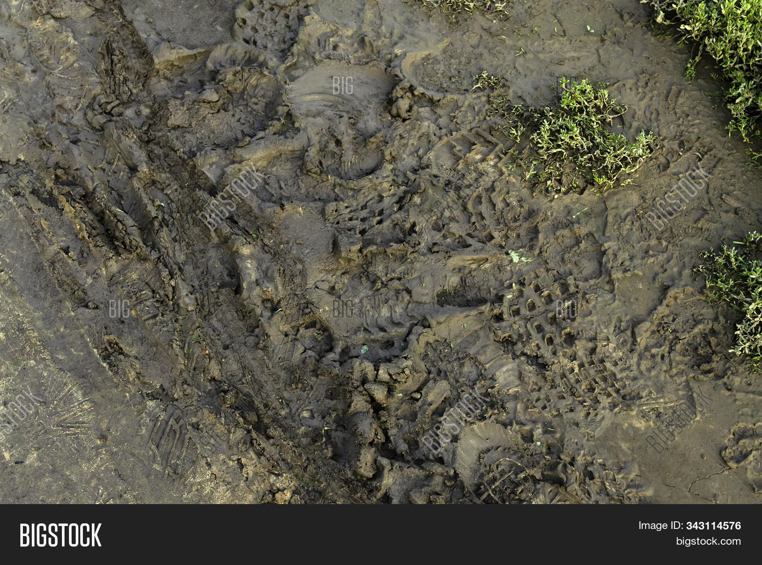Shoe Print In Mud