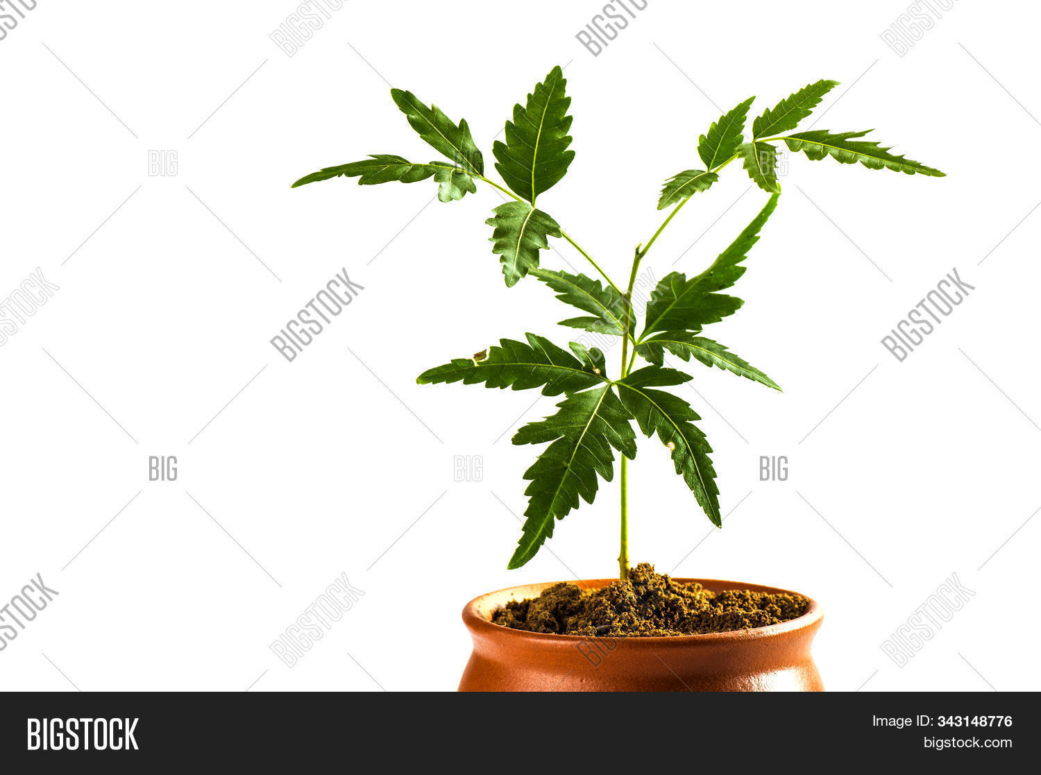 Young Neem Tree Clay Image & Photo (Free Trial) | Bigstock