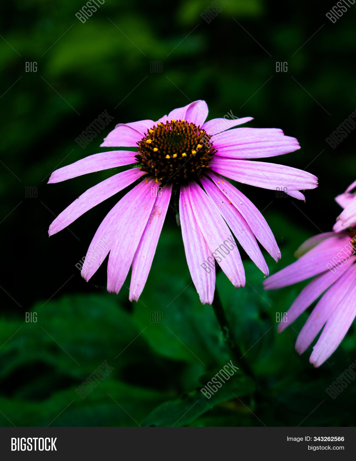 High Contrast Photography Flower