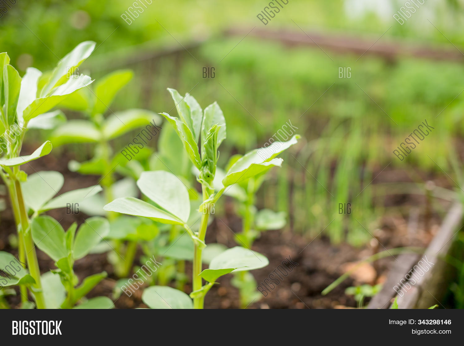 Soil Green Pea Sprout Image & Photo (Free Trial) | Bigstock