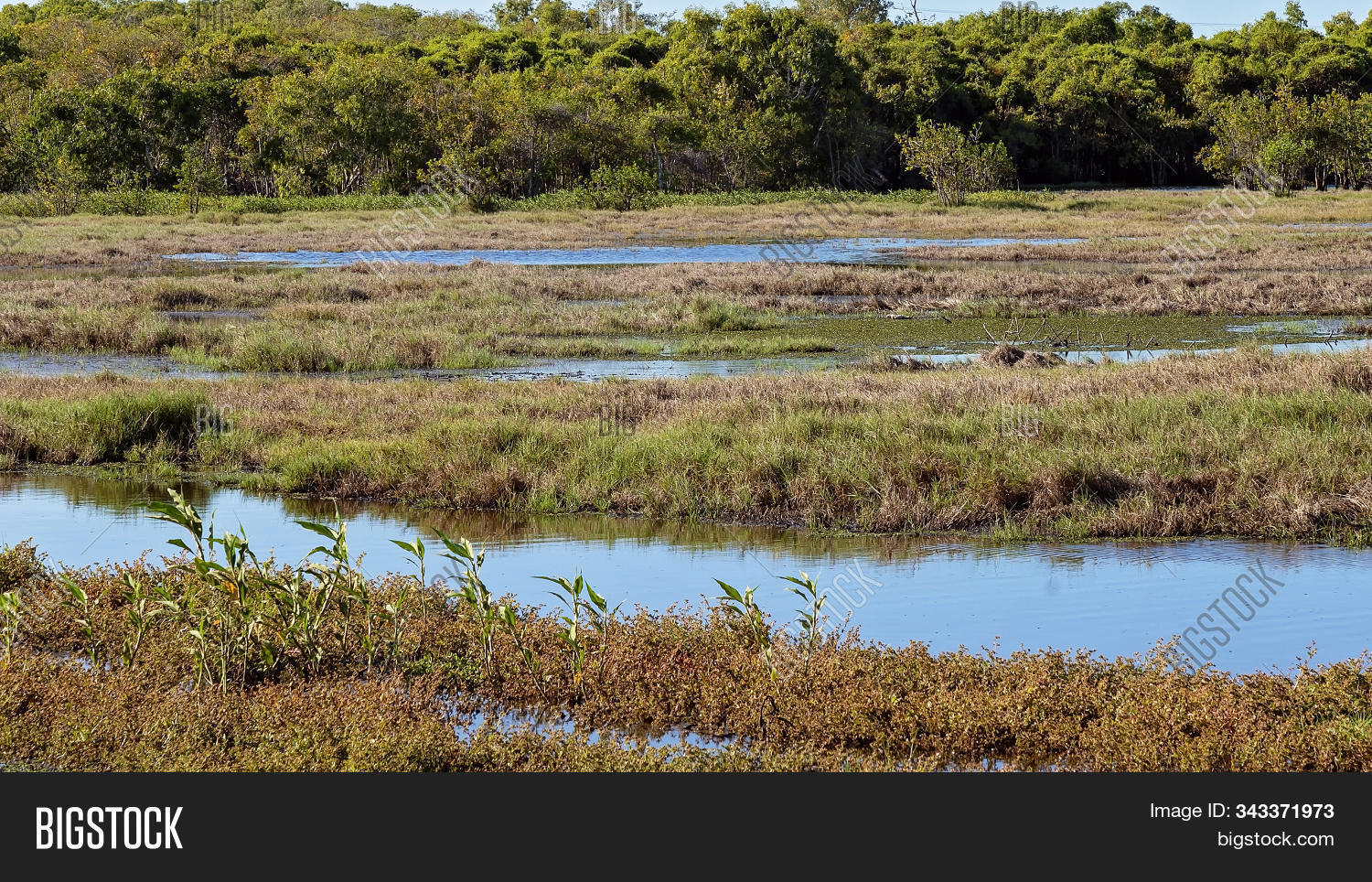 Wetland Ecosystem Image & Photo (Free Trial) | Bigstock