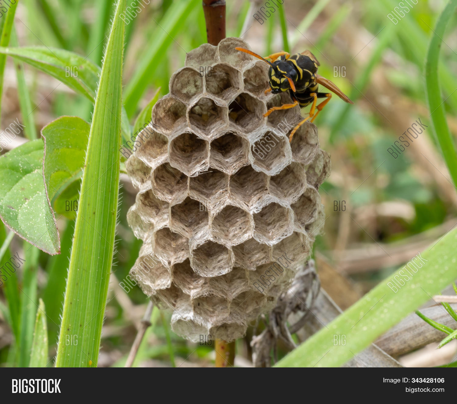 Wasp Builds Nest On Image & Photo (Free Trial) | Bigstock