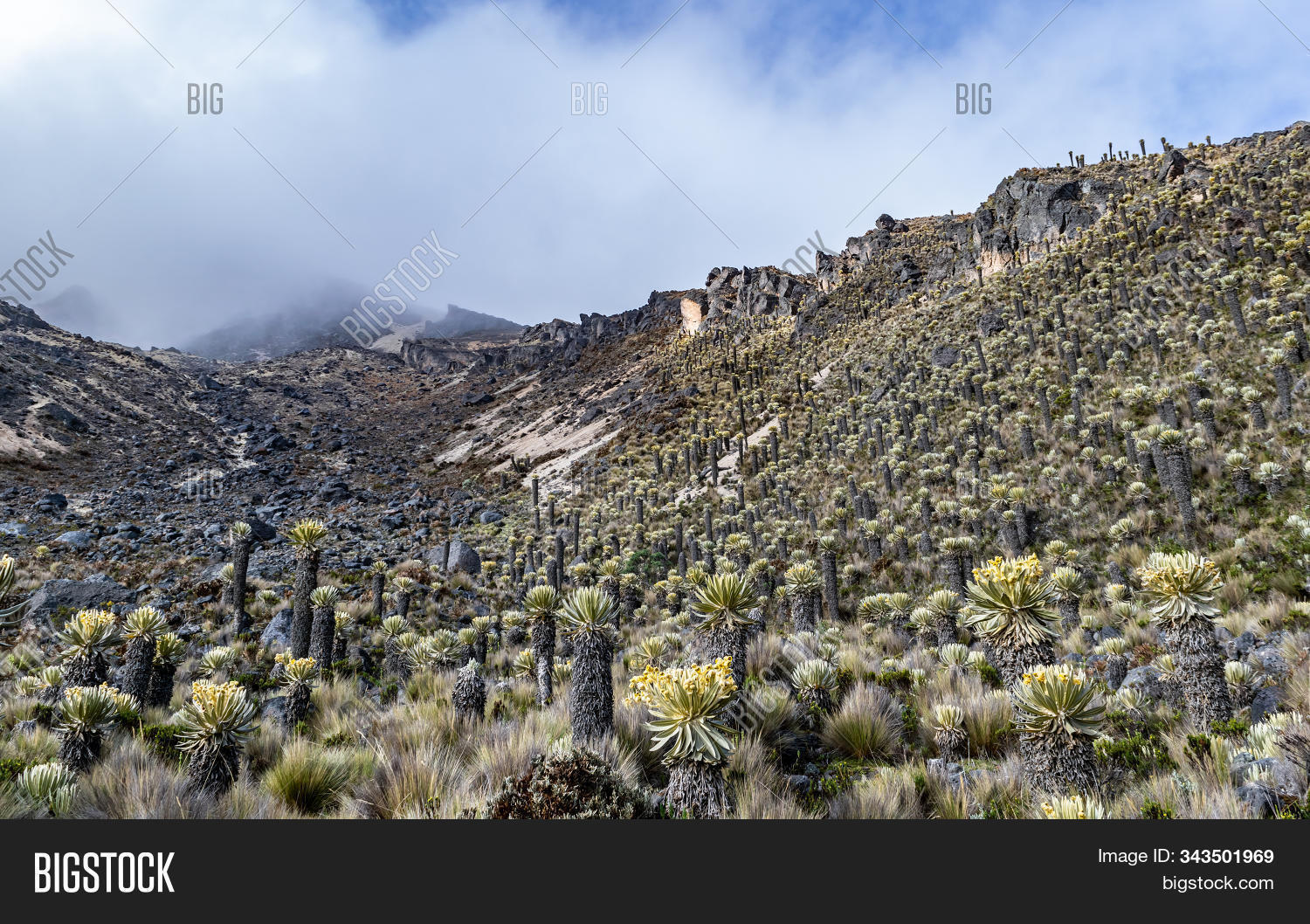 Valleys Frailejones Image & Photo (Free Trial) | Bigstock