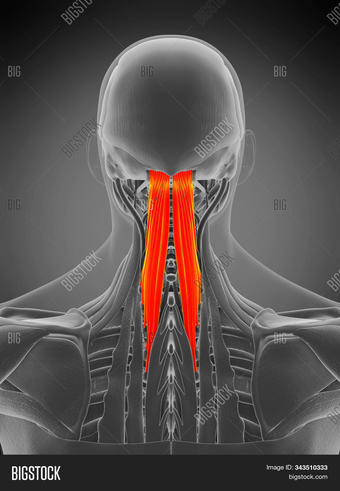 Semispinalis Capitis Muscle