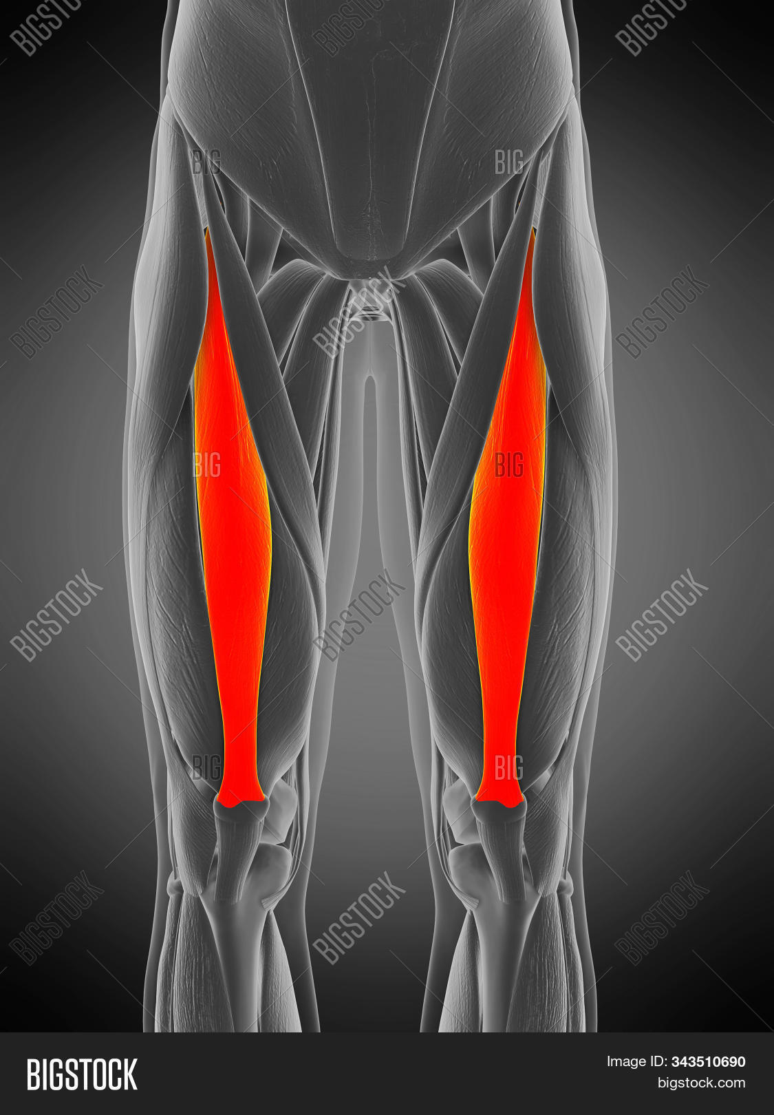 3d Rendered Medically Image & Photo (Free Trial) | Bigstock