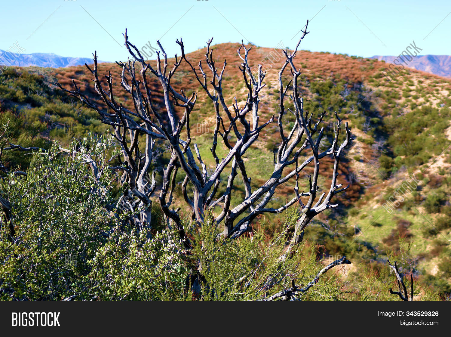 Burnt Chaparral Shrubs Image & Photo (Free Trial) | Bigstock