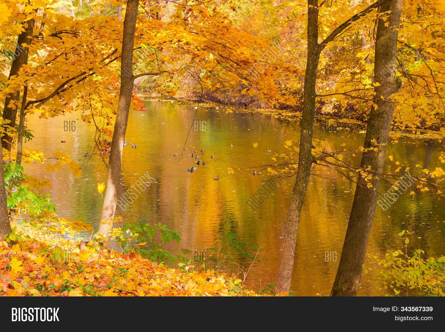 Scenic Pond Ducks Image & Photo (Free Trial) | Bigstock