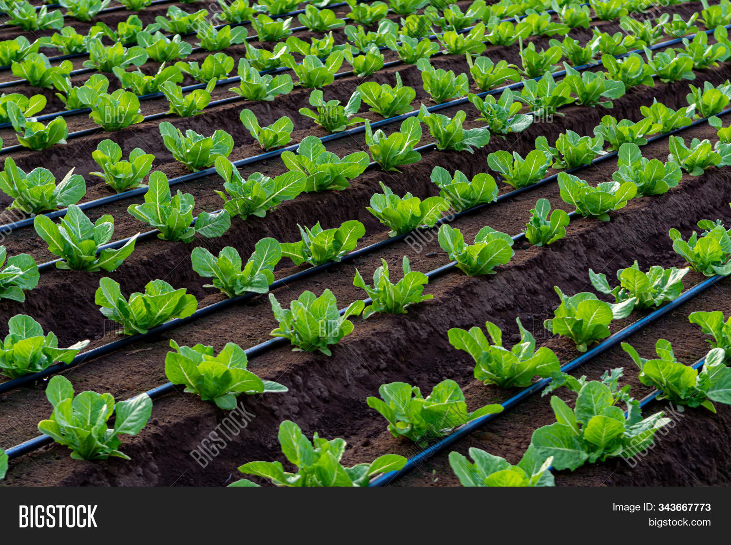 Farmers Field Growing Image & Photo (Free Trial) | Bigstock