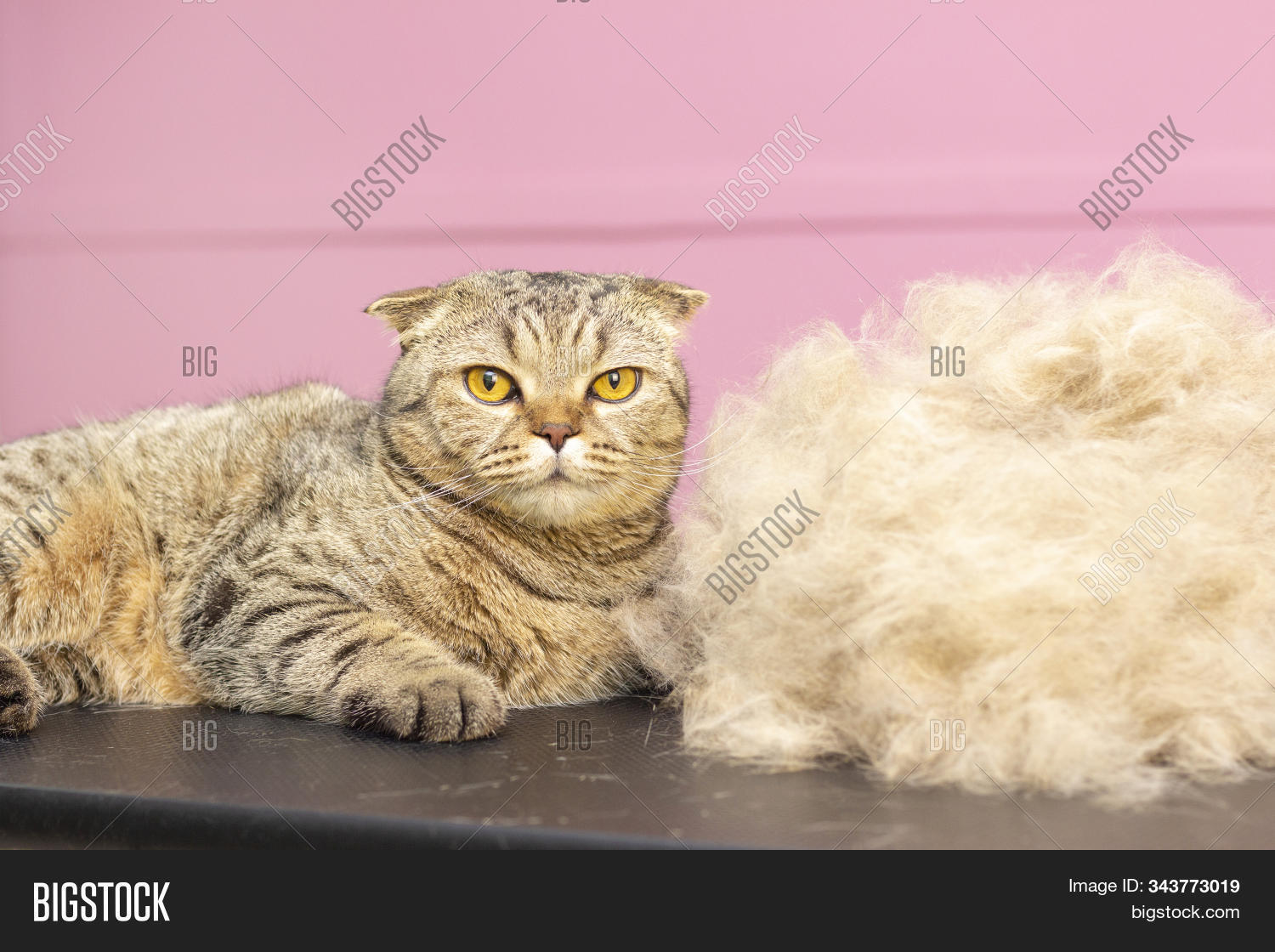 Contented Cat Beauty Image & Photo (Free Trial) | Bigstock