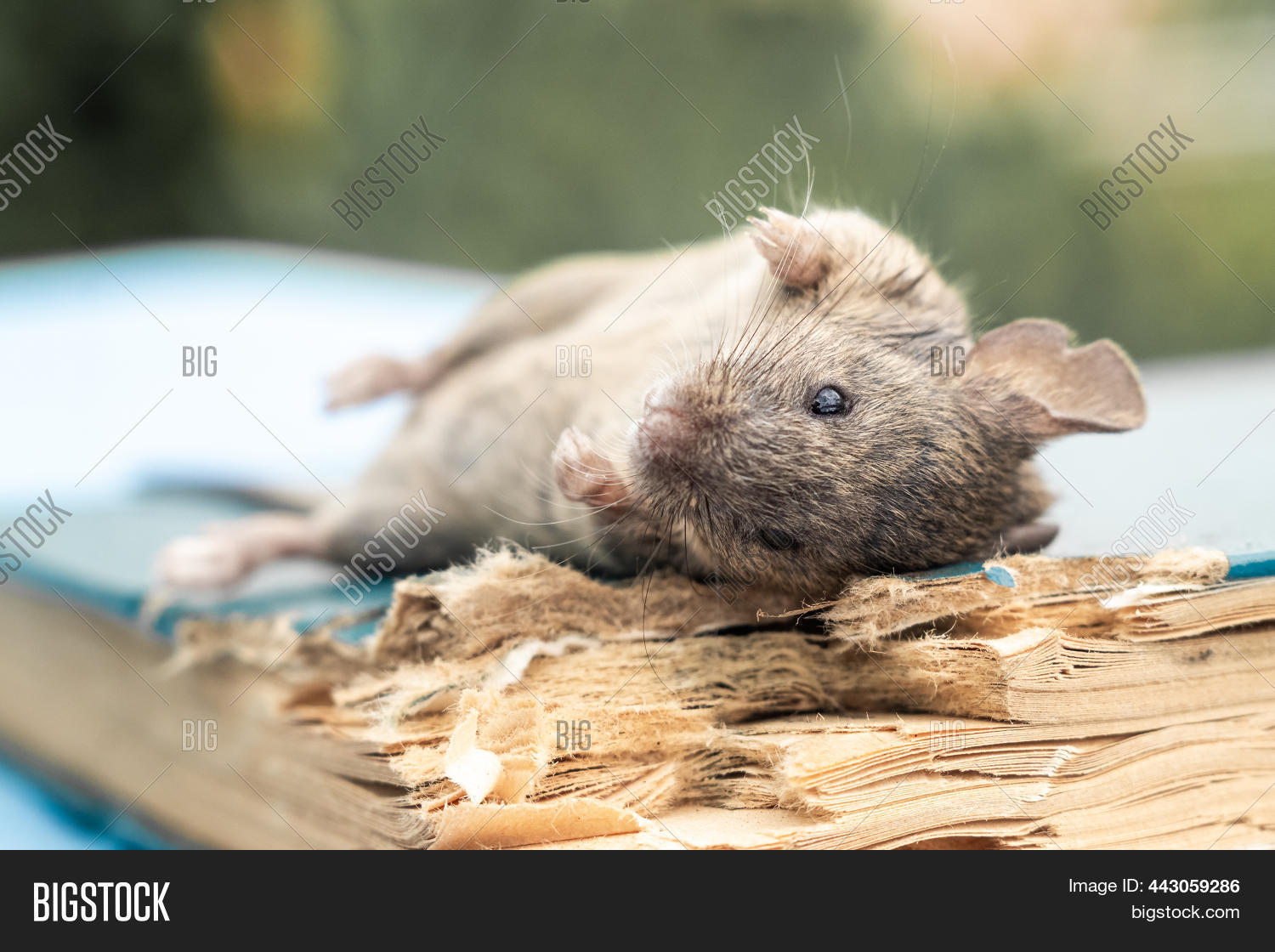 Mouse Lying Next Image & Photo (Free Trial) | Bigstock