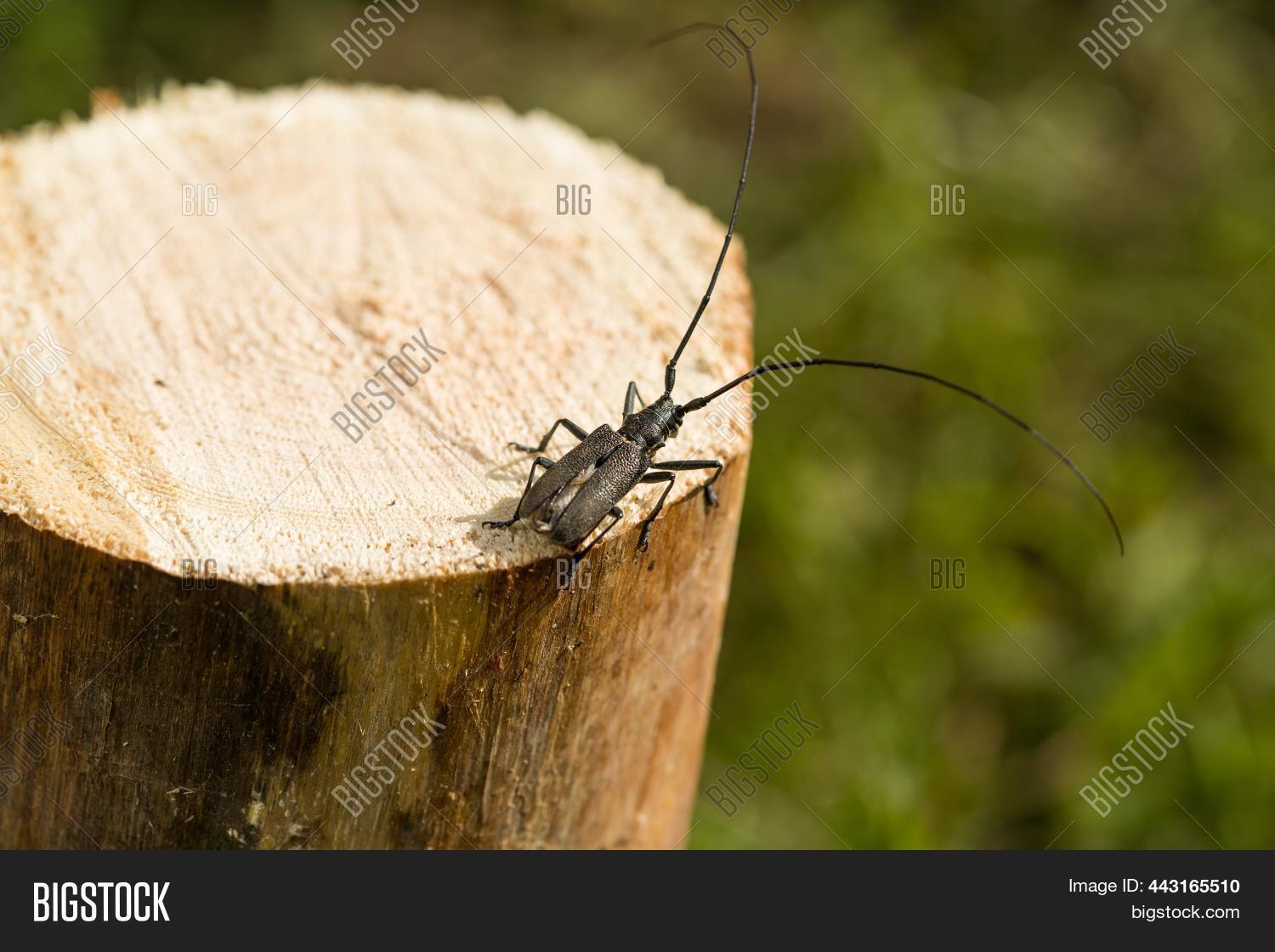 Beetle Pest Wood. Image & Photo (Free Trial) | Bigstock