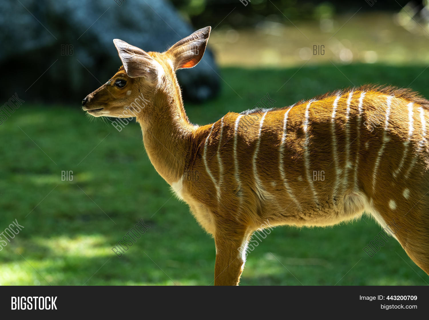Young Baby Nyala. Image & Photo (Free Trial) | Bigstock