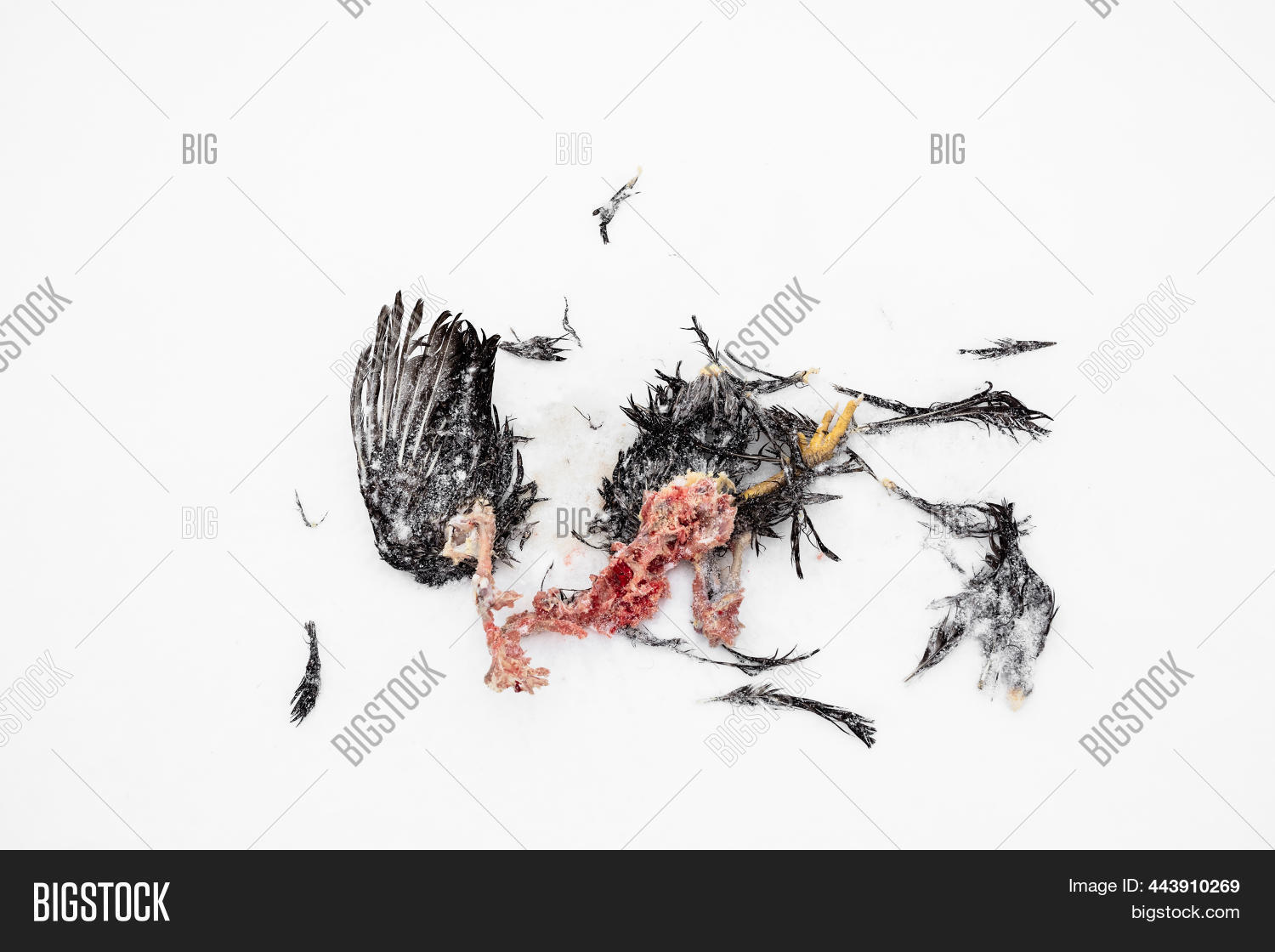 Decaying Corpse Dead Image & Photo (Free Trial) | Bigstock