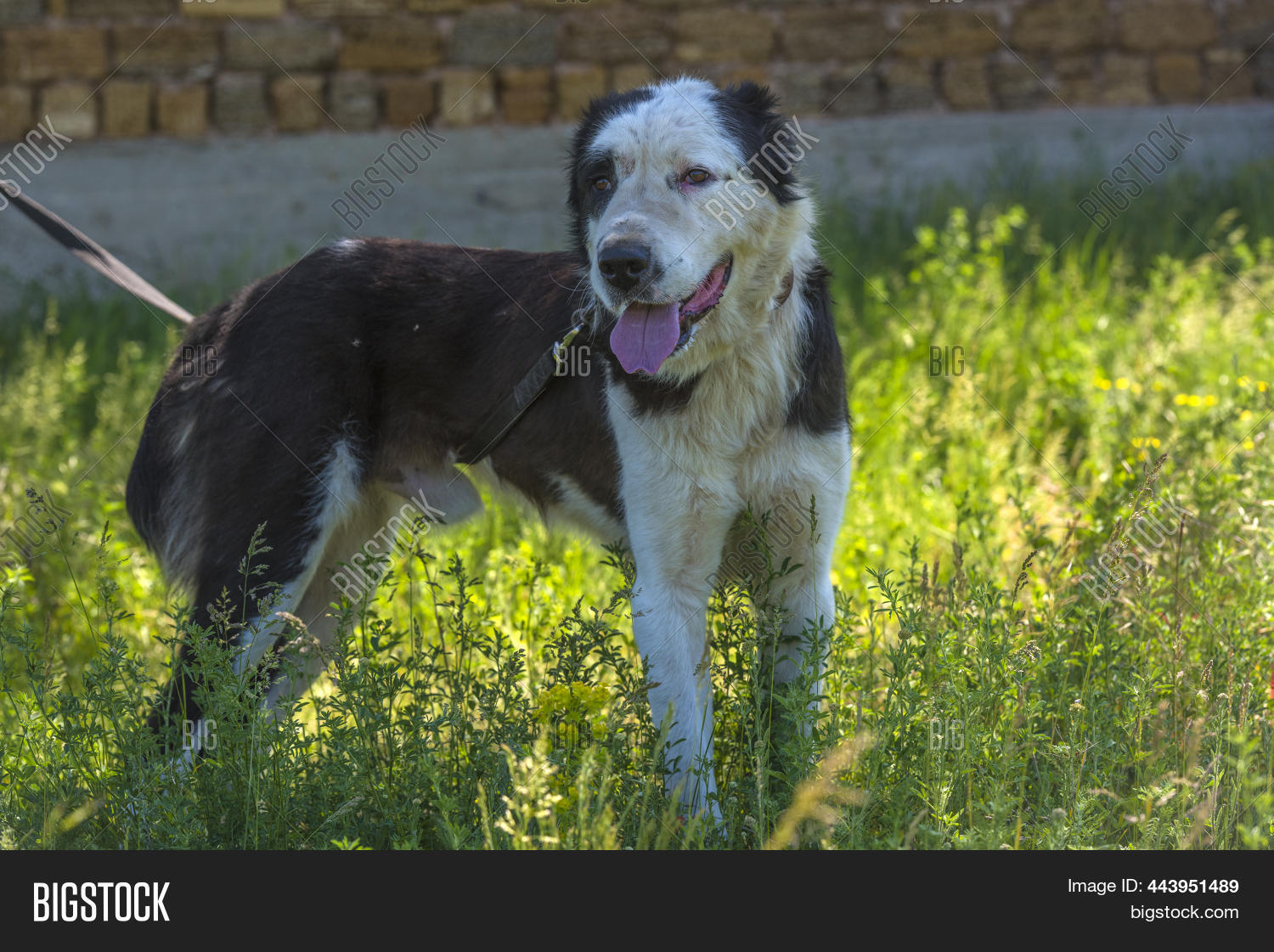 Black White Dog Alabai Image & Photo (Free Trial) | Bigstock
