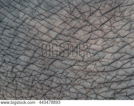 Elephant Skin Texture Seamless