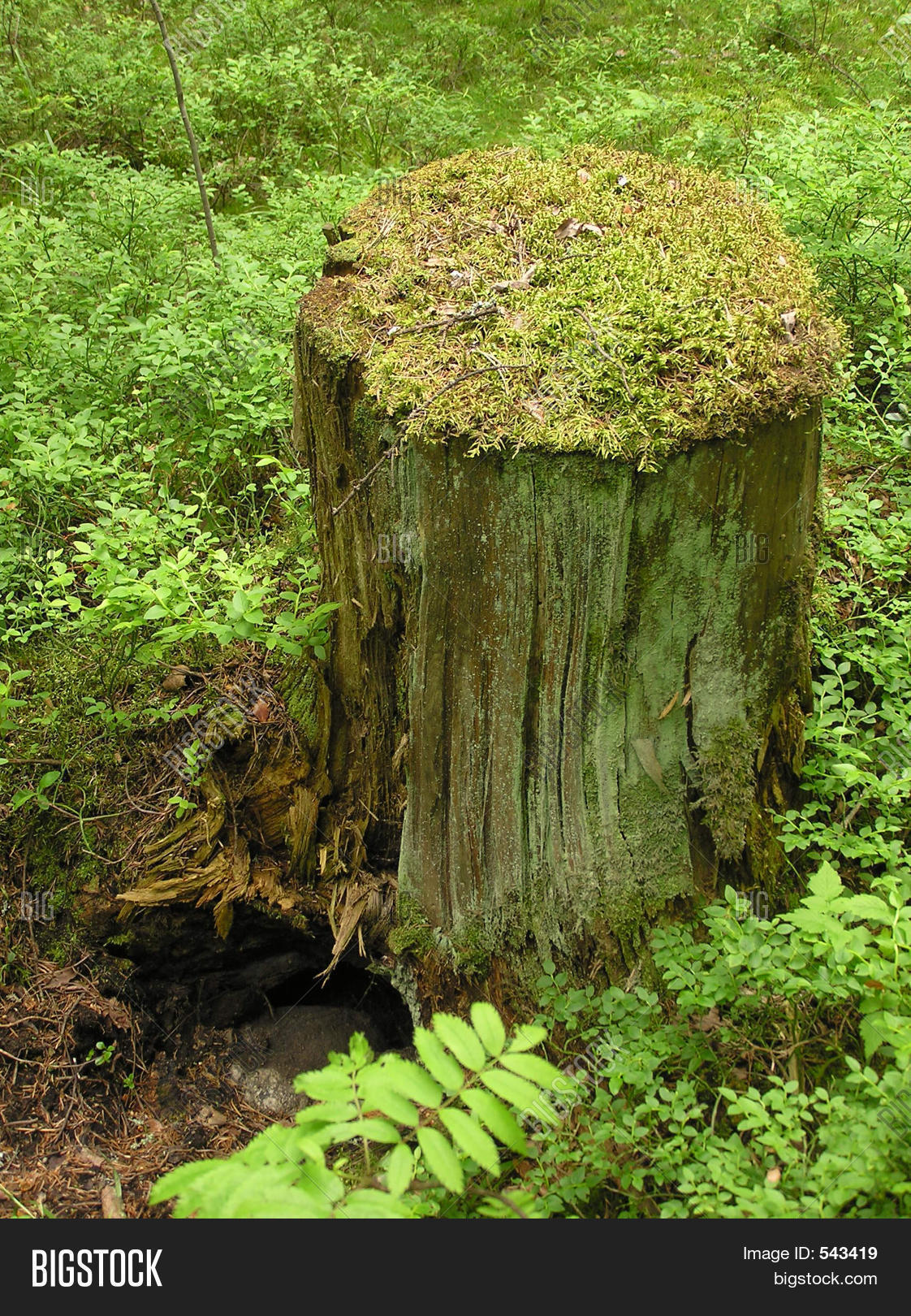 Mossy Stump Image & Photo (Free Trial) | Bigstock