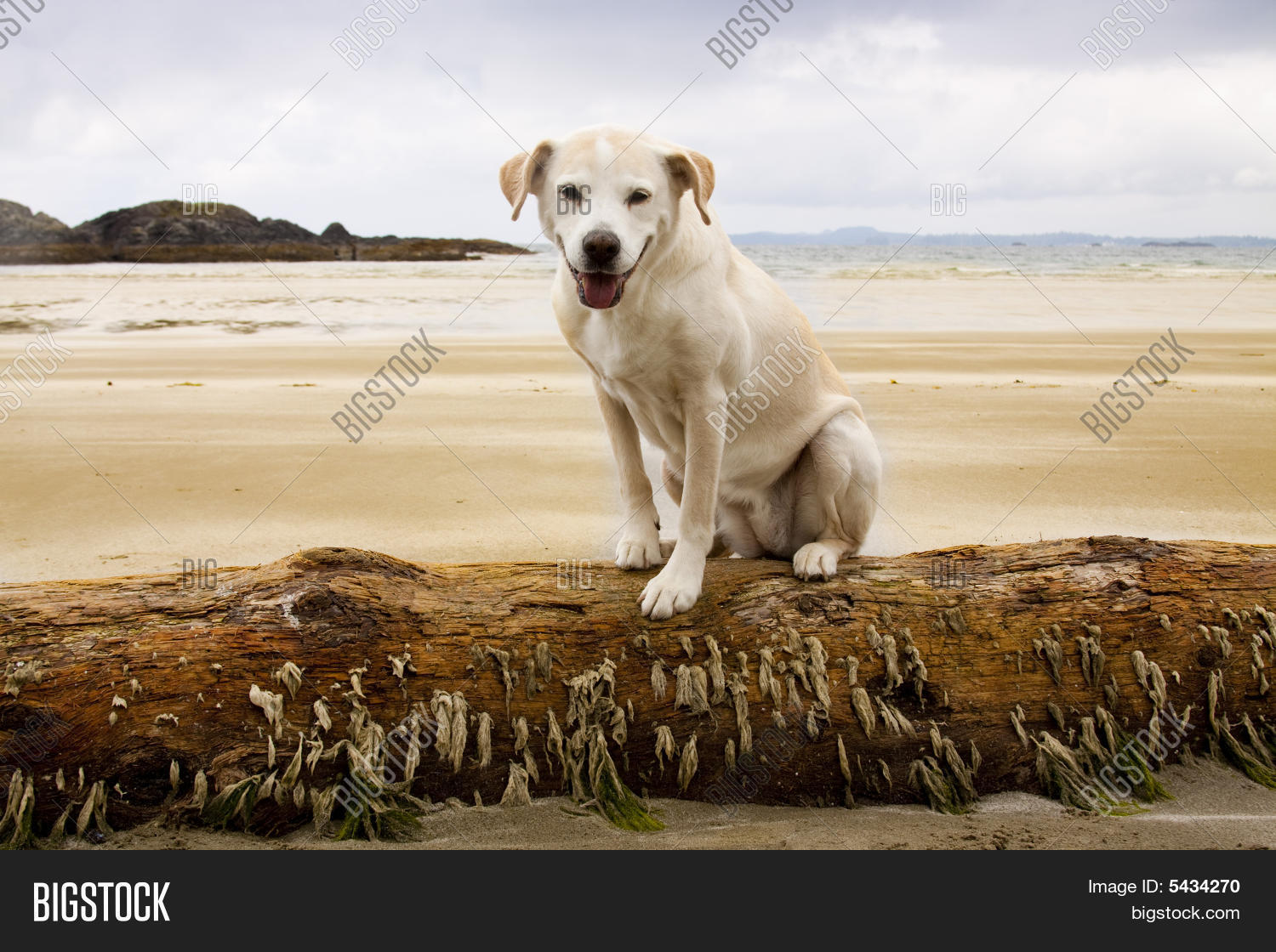 Dog Sitting On Log Image & Photo (Free Trial) | Bigstock