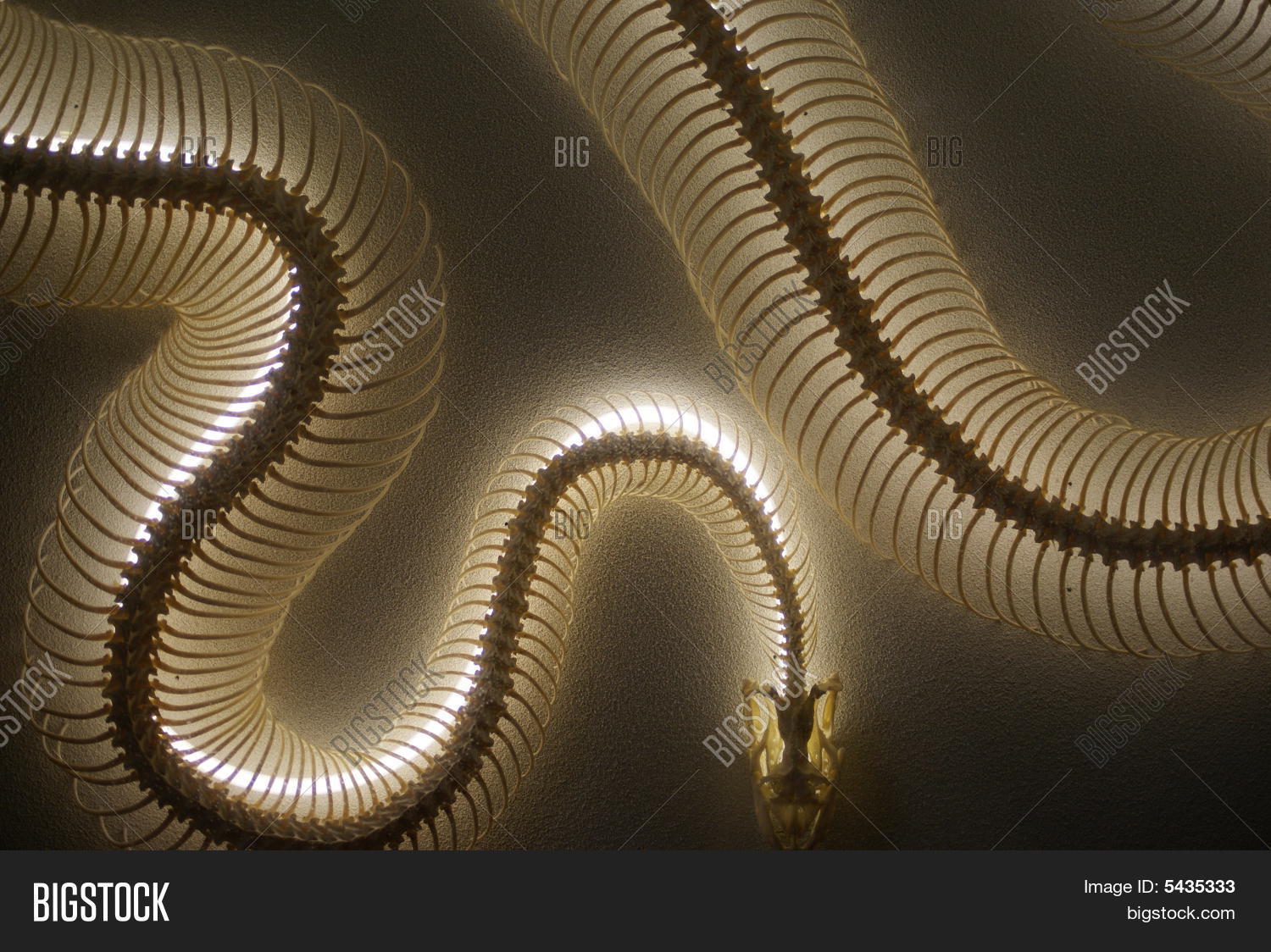 Snake Anatomy Image & Photo (Free Trial) | Bigstock