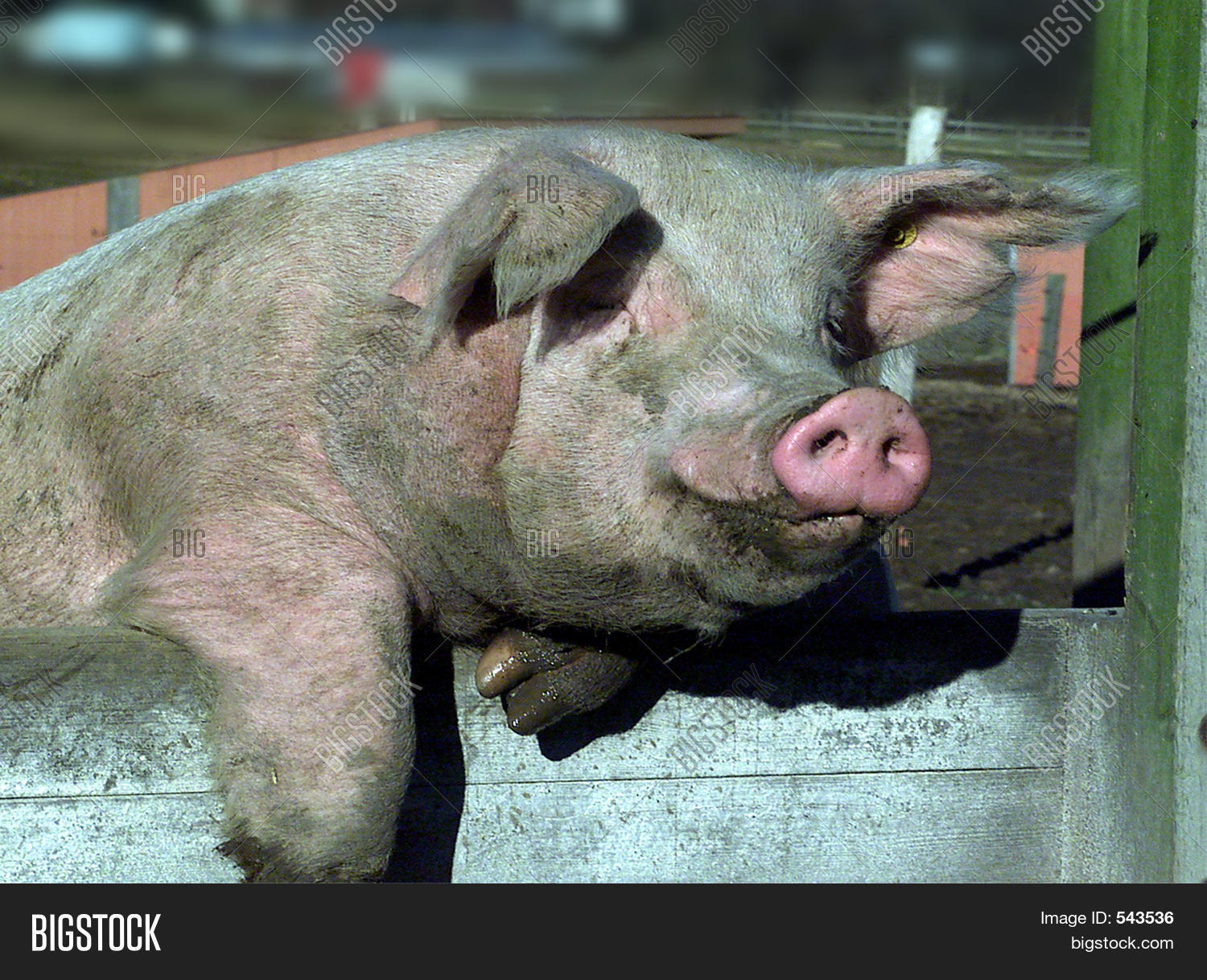 Cool Pig Image & Photo (Free Trial) | Bigstock