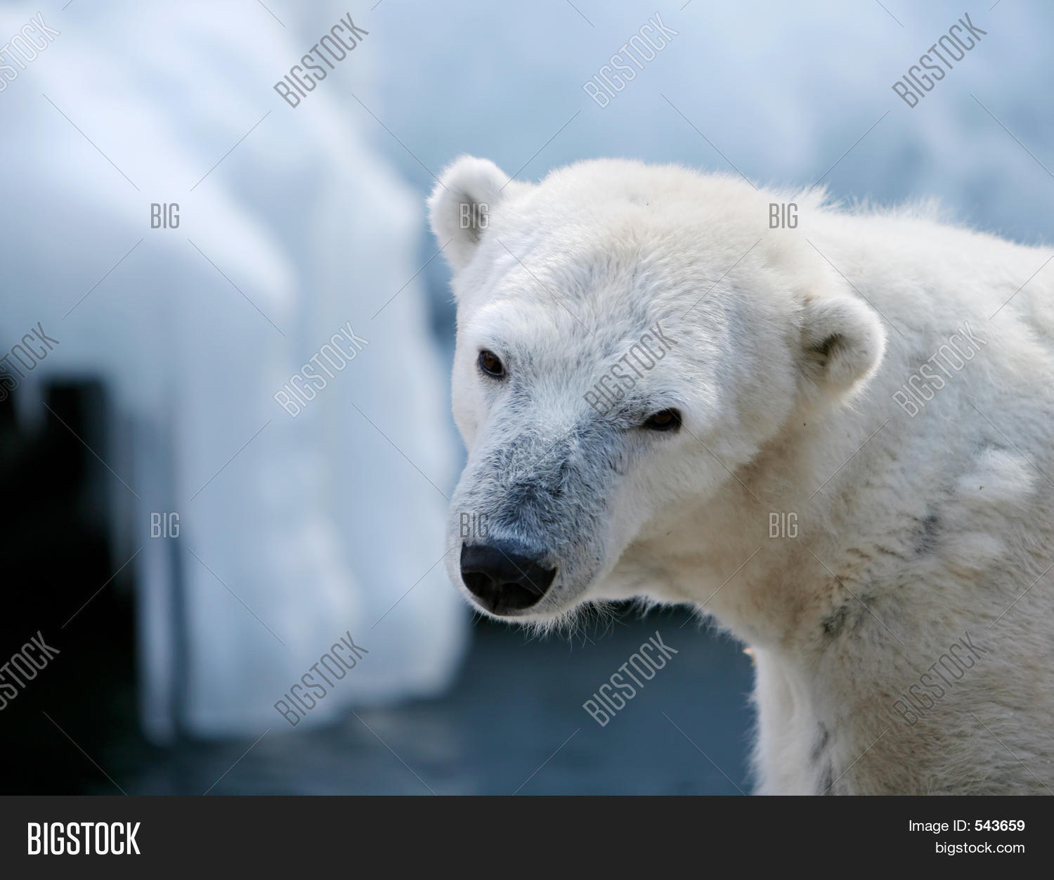 Cute Polar Bear Image & Photo (Free Trial) | Bigstock