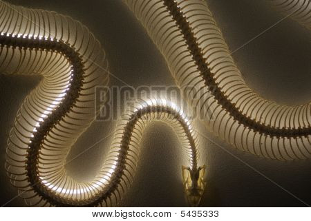 Snake Anatomy Image & Photo (Free Trial) | Bigstock