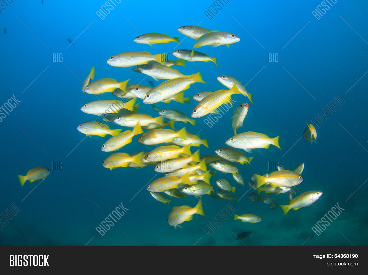 School Yellow Snapper Image & Photo (Free Trial) | Bigstock