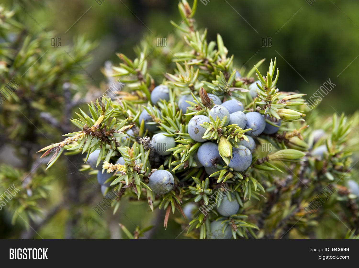 Juniper Berry Image & Photo (Free Trial) | Bigstock