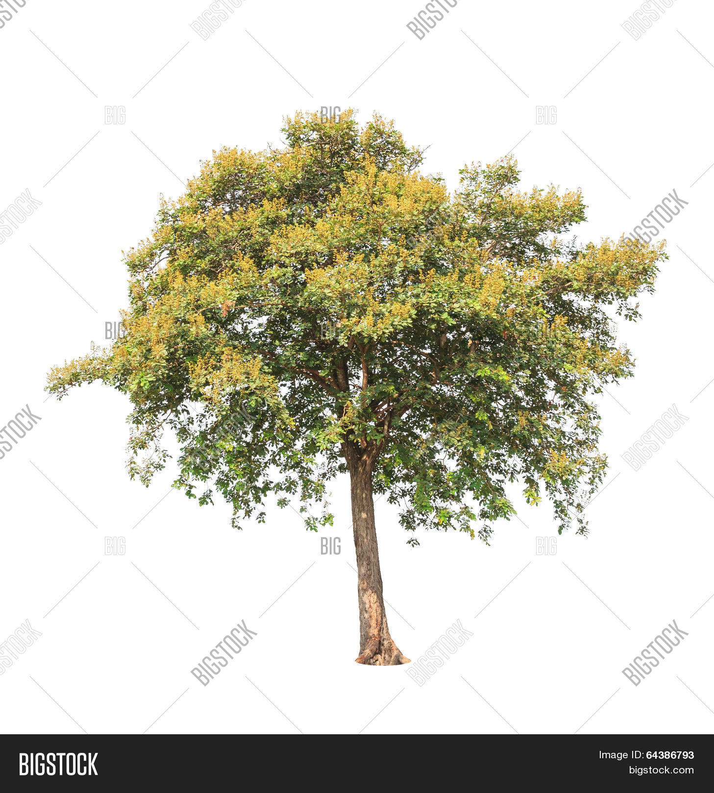 Sindora Siamensis, Image & Photo (Free Trial) | Bigstock