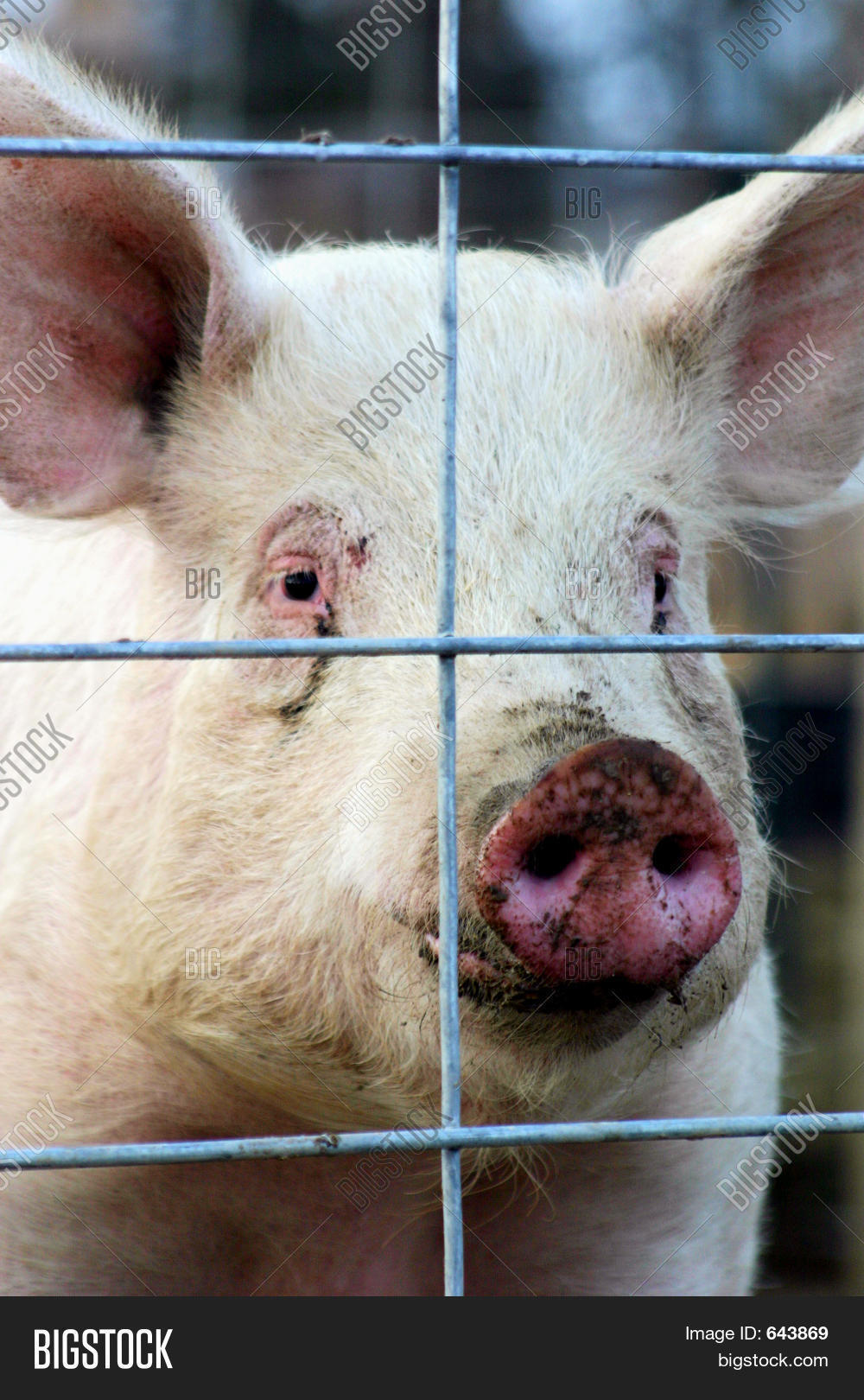Pig Behind Fence Image & Photo (Free Trial) | Bigstock