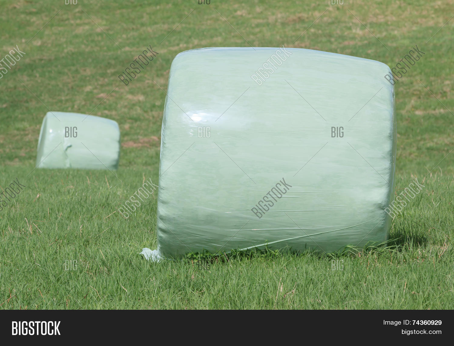 Wrapped Round Hay Image & Photo (Free Trial) | Bigstock