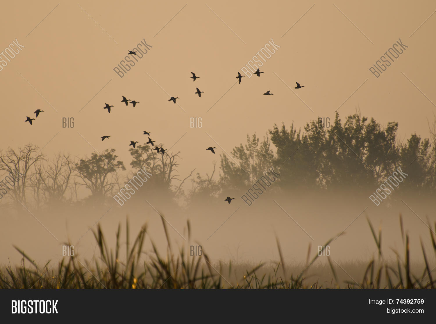 Early Morning Flight Image & Photo (Free Trial) | Bigstock
