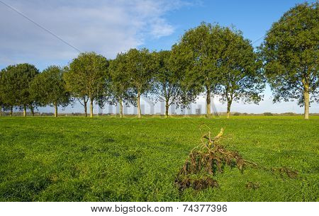 Trees Along Road Image & Photo (Free Trial) | Bigstock