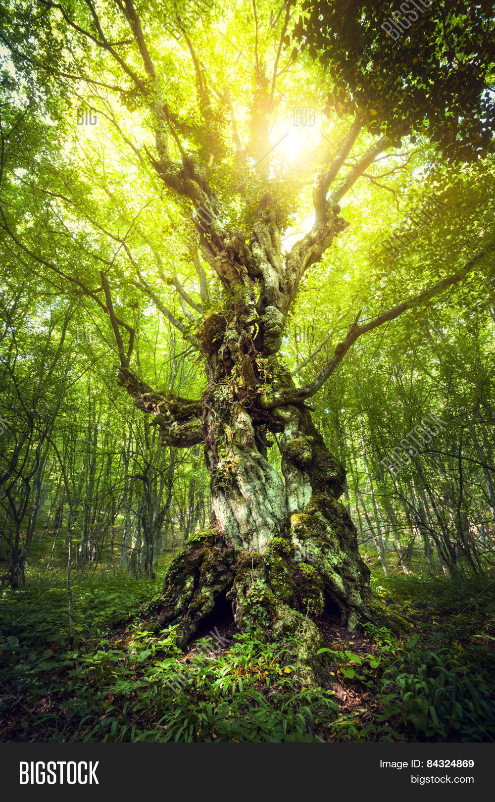 Magic Tree. Beautiful Image & Photo (Free Trial) | Bigstock