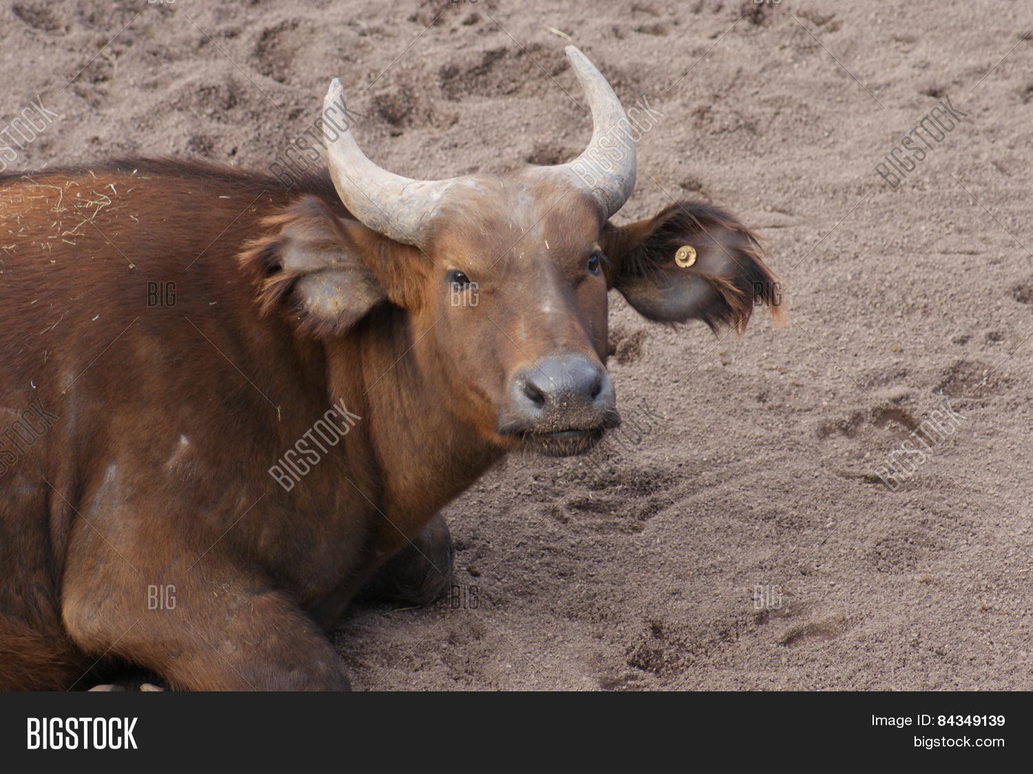 African Forest Buffalo Image & Photo (Free Trial) | Bigstock