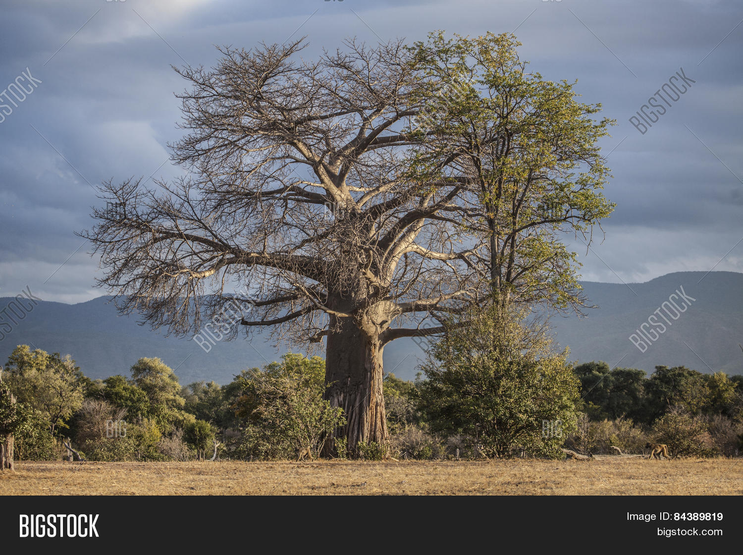 Large Baobab Tree Image & Photo (Free Trial) | Bigstock