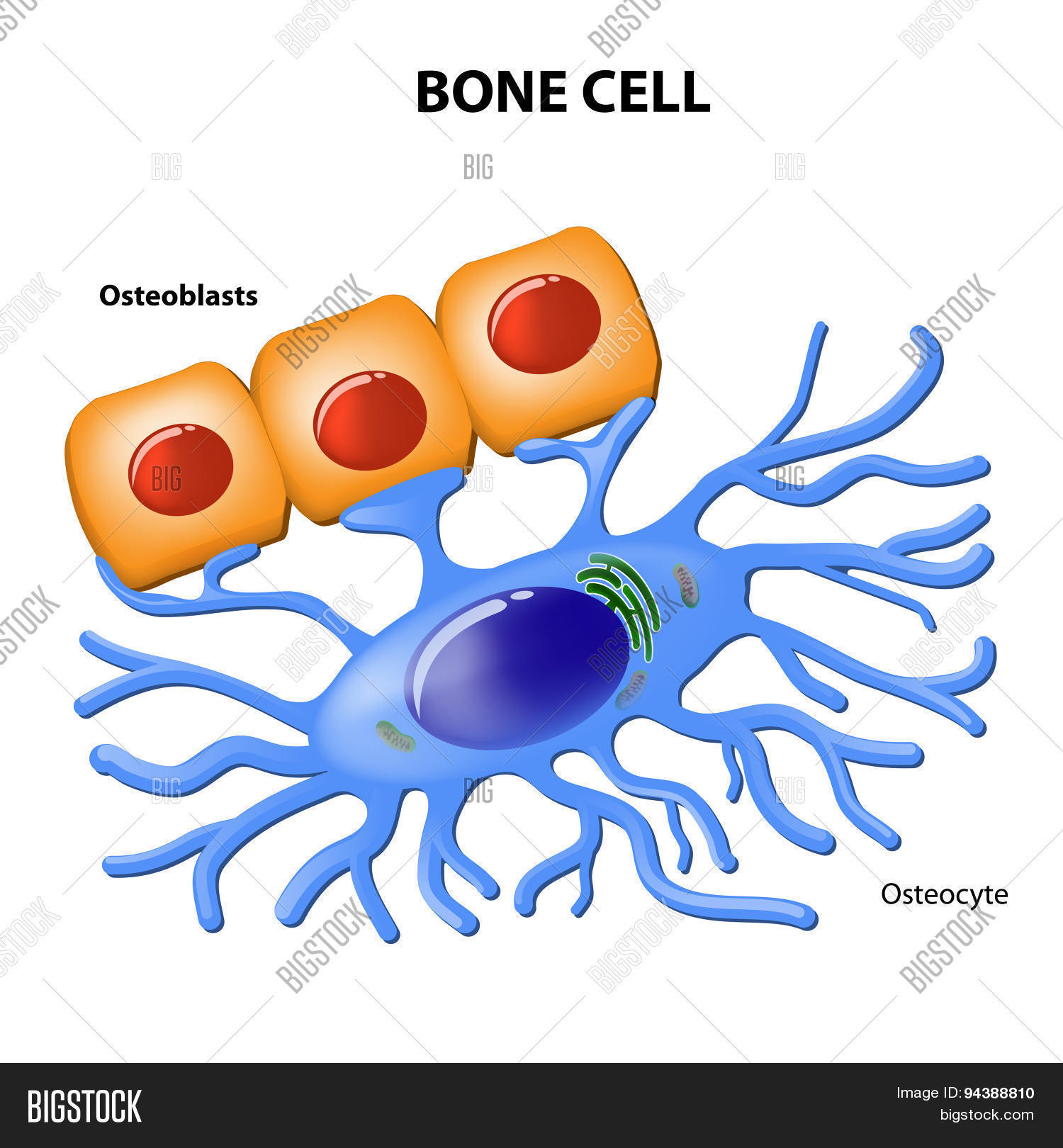 Bone Cells Vector & Photo (Free Trial) | Bigstock