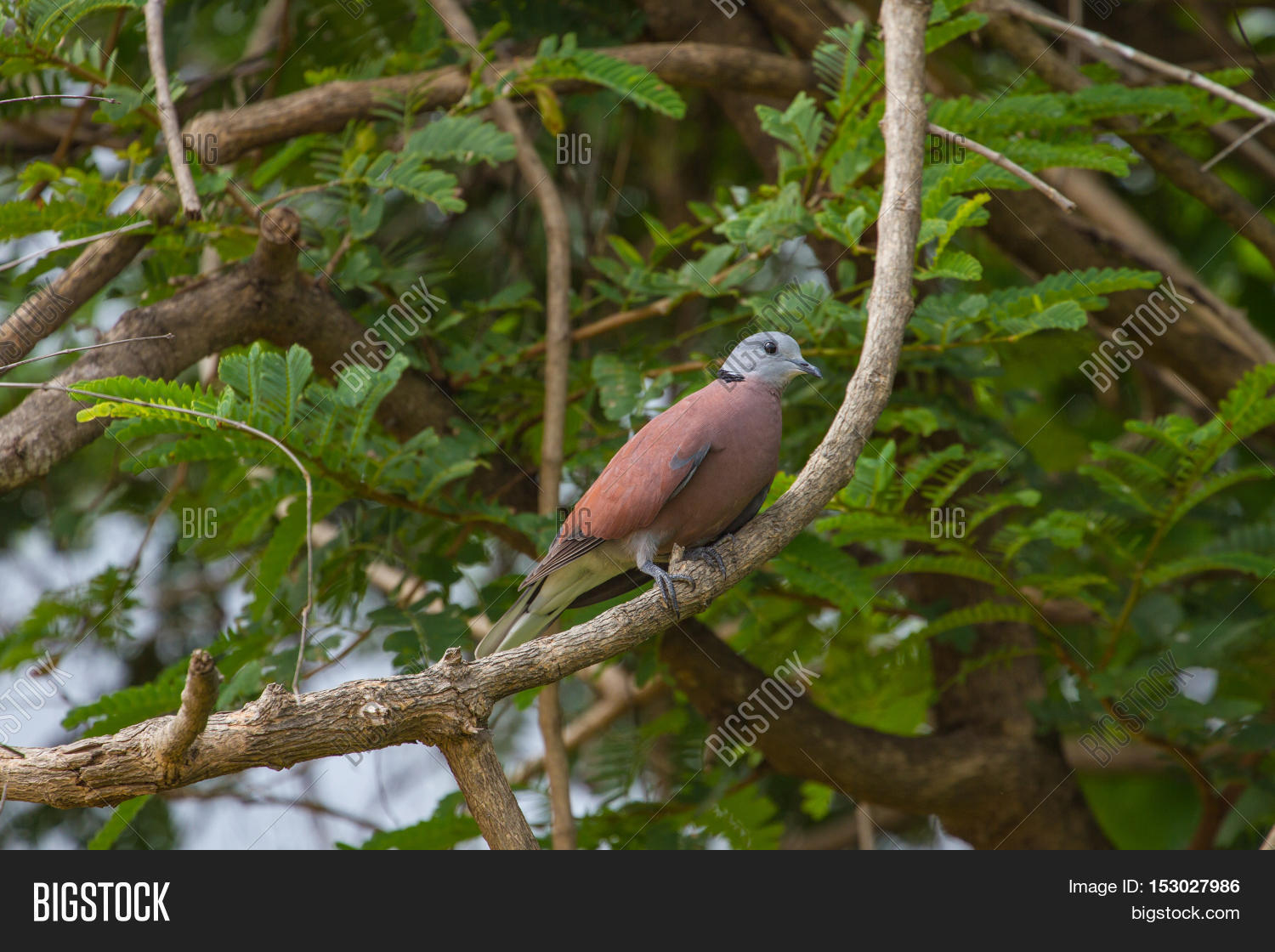 Red Collared Dove Image & Photo (Free Trial) | Bigstock