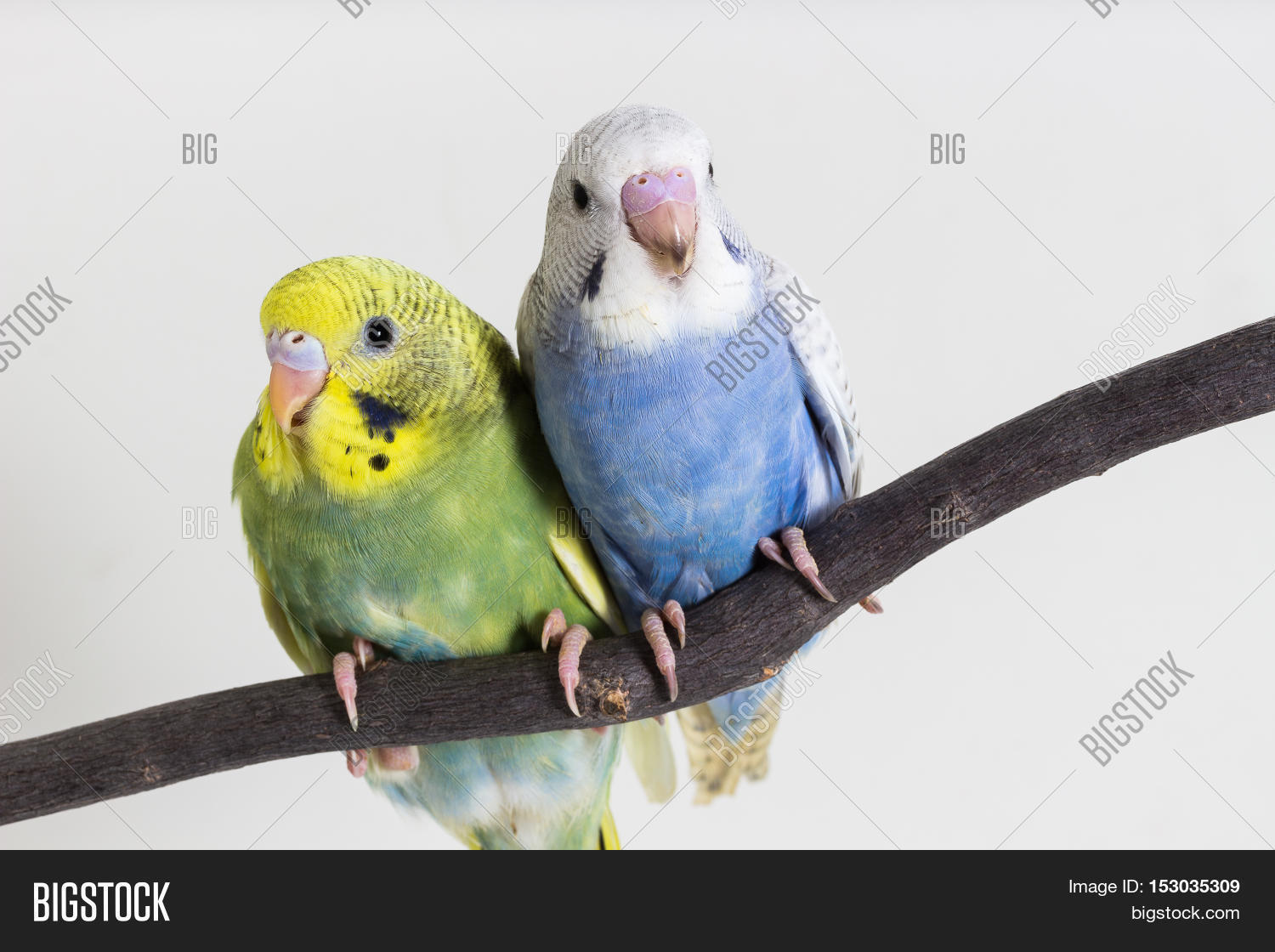 Little Cute Budgerigar Image & Photo (Free Trial) | Bigstock