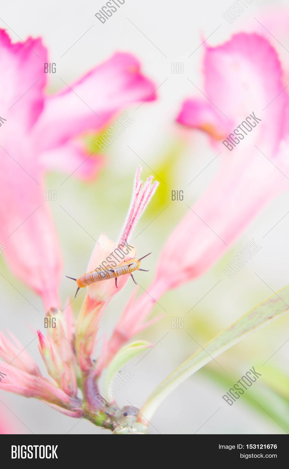 Worm Flowers Image & Photo (Free Trial) | Bigstock