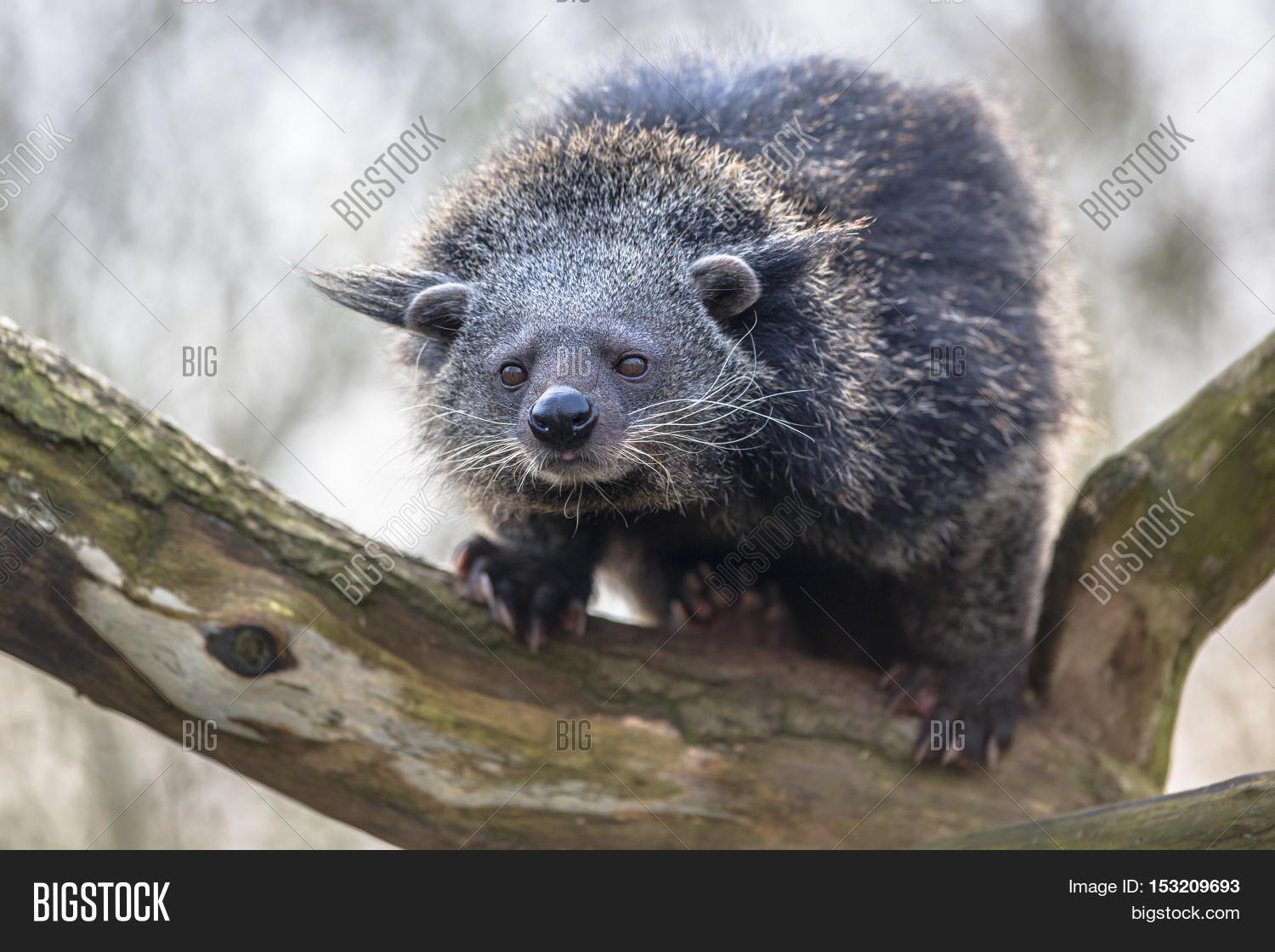 Binturong Bearcat On Image & Photo (Free Trial) | Bigstock