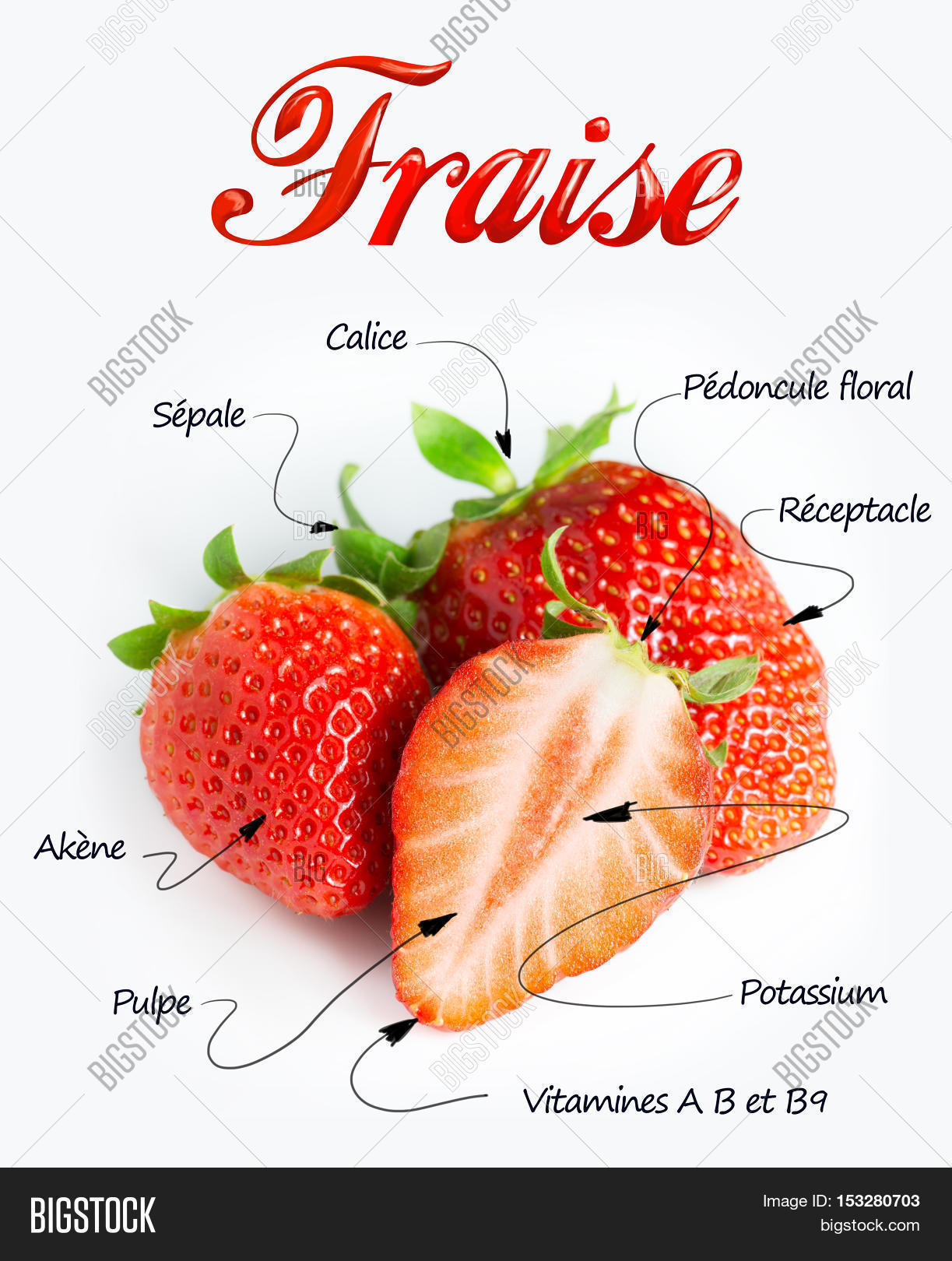 Macro Shot On Image & Photo (Free Trial) | Bigstock