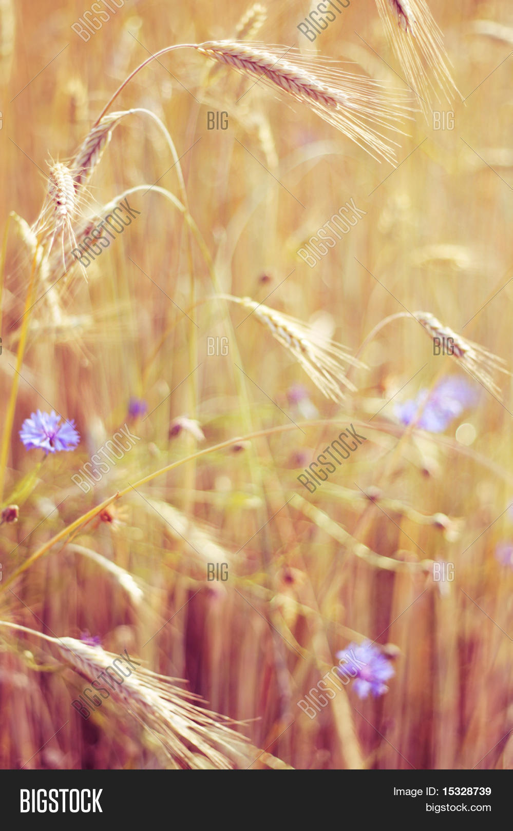 Beautiful Hay Flowers Image & Photo (Free Trial) | Bigstock