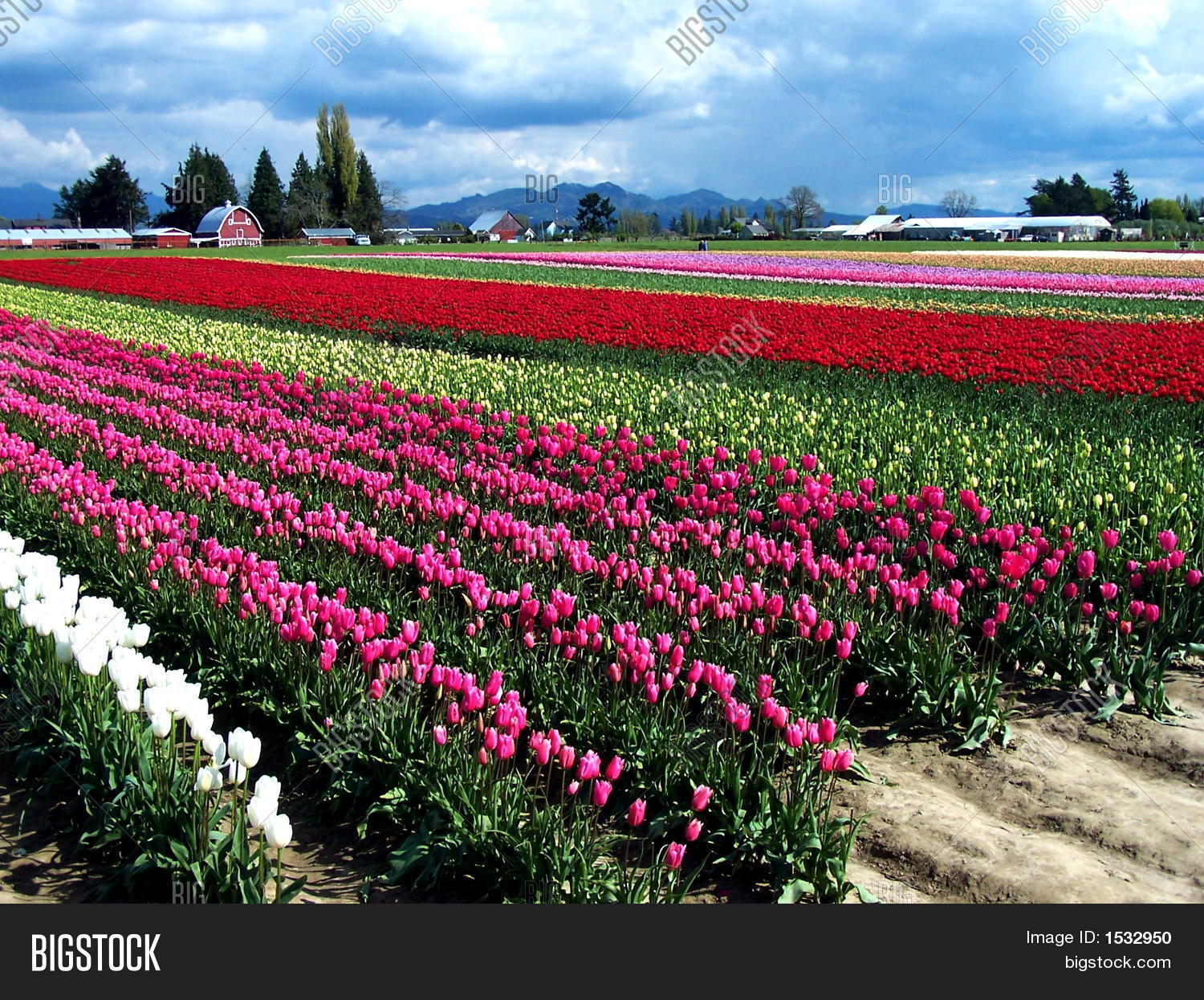 Red Tulip Field Barns Image & Photo (Free Trial) | Bigstock