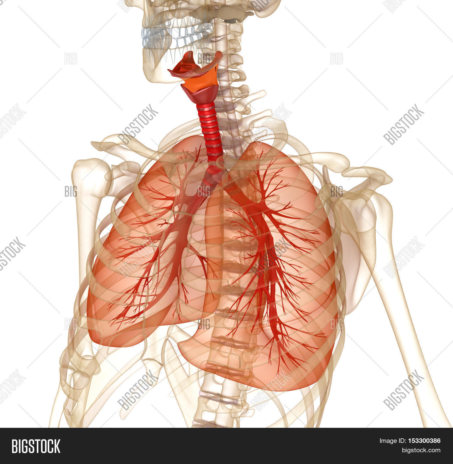 Human Lungs Trachea Image & Photo (Free Trial) | Bigstock