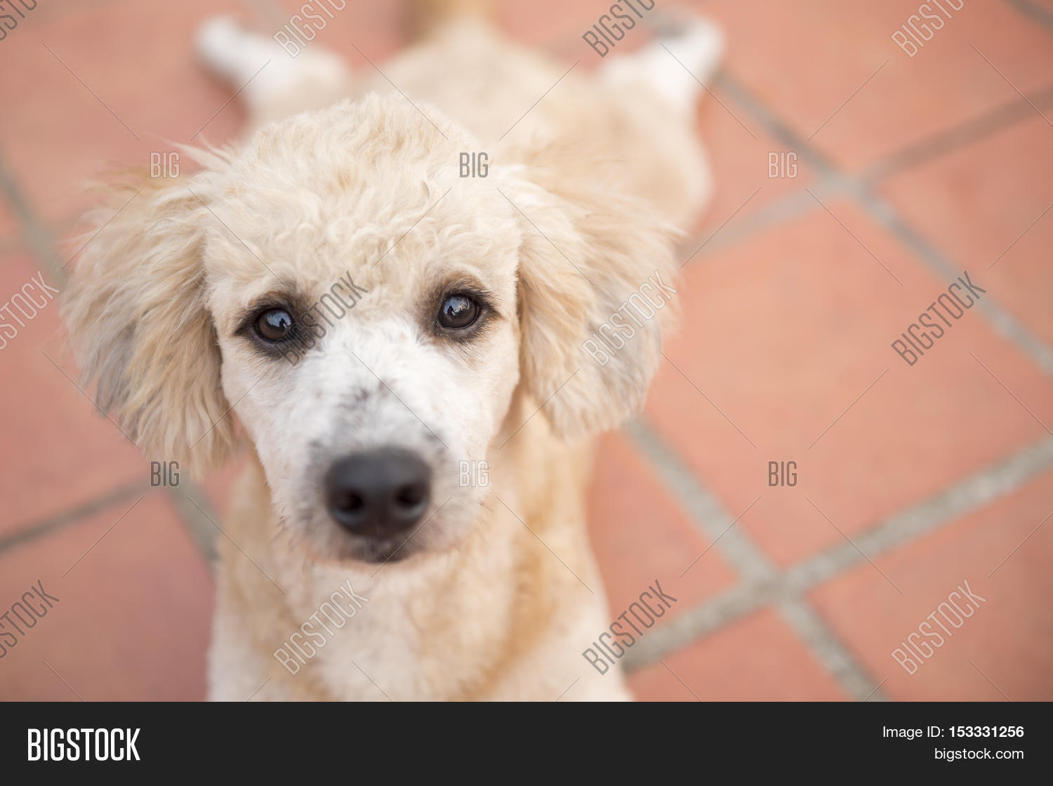 Close Eye Sad Poodle Image & Photo (Free Trial) | Bigstock