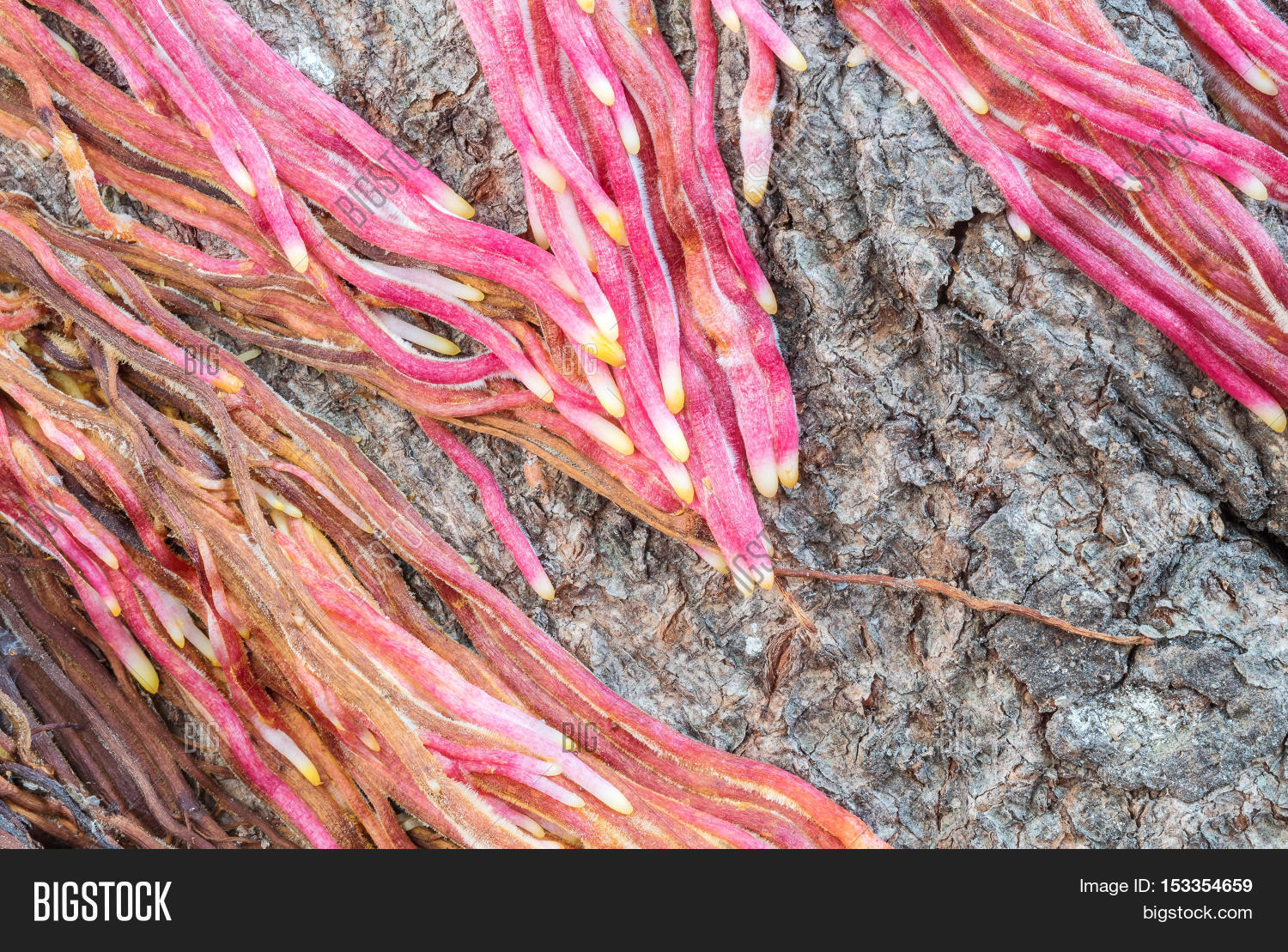 Closeup Surface Red Image & Photo (Free Trial) | Bigstock