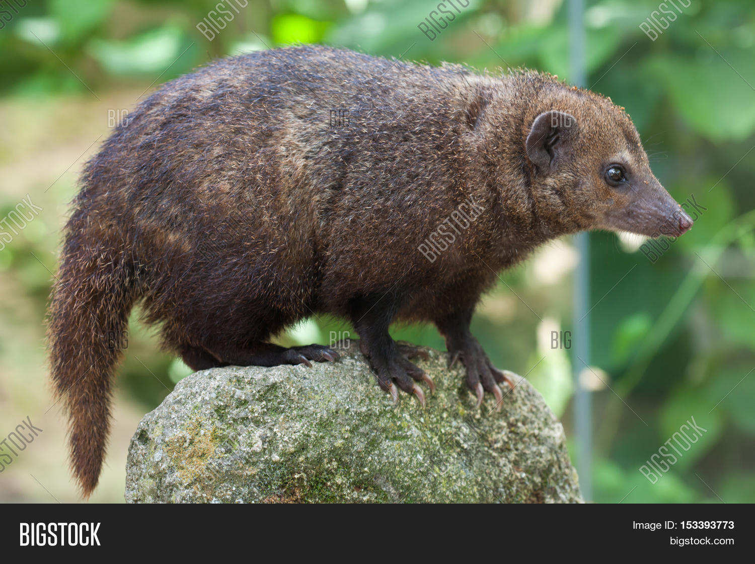 Common Kusimanse ( Image & Photo (Free Trial) | Bigstock